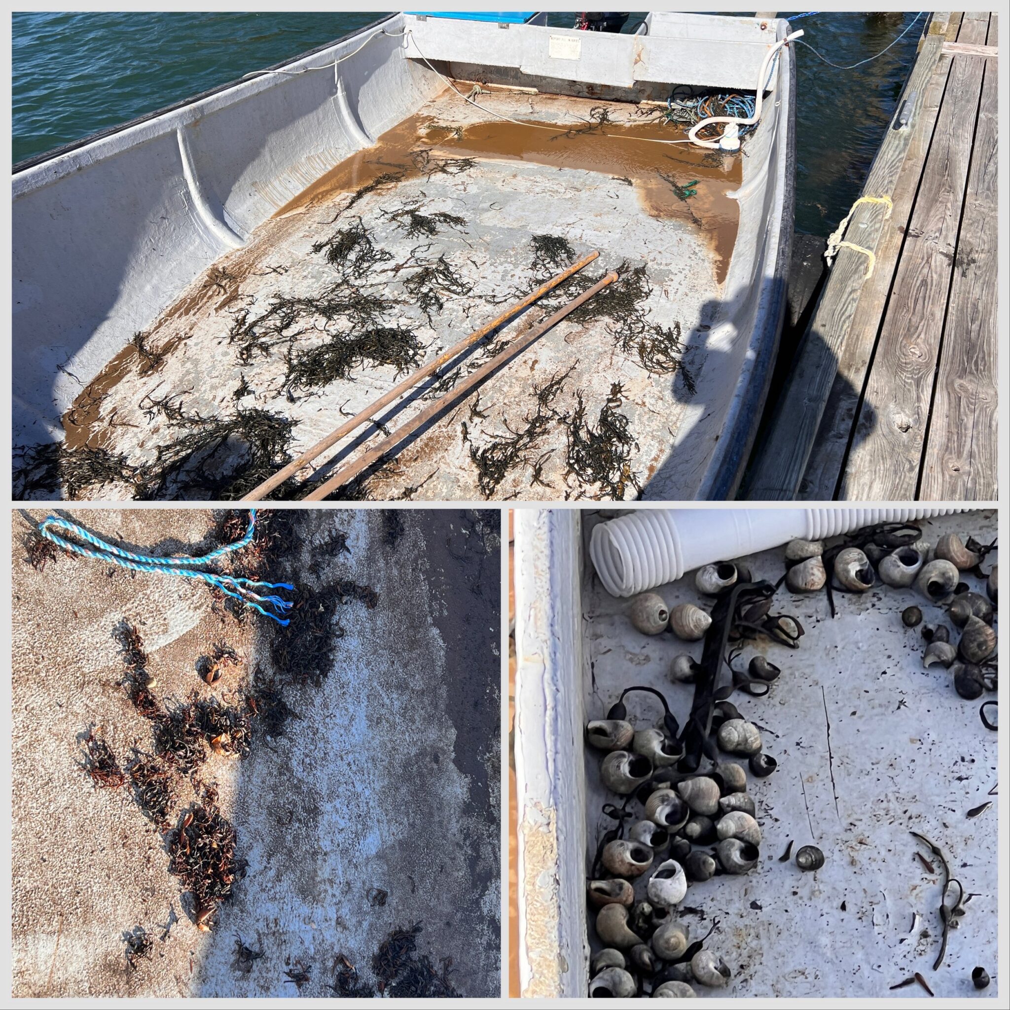 About Rockweed