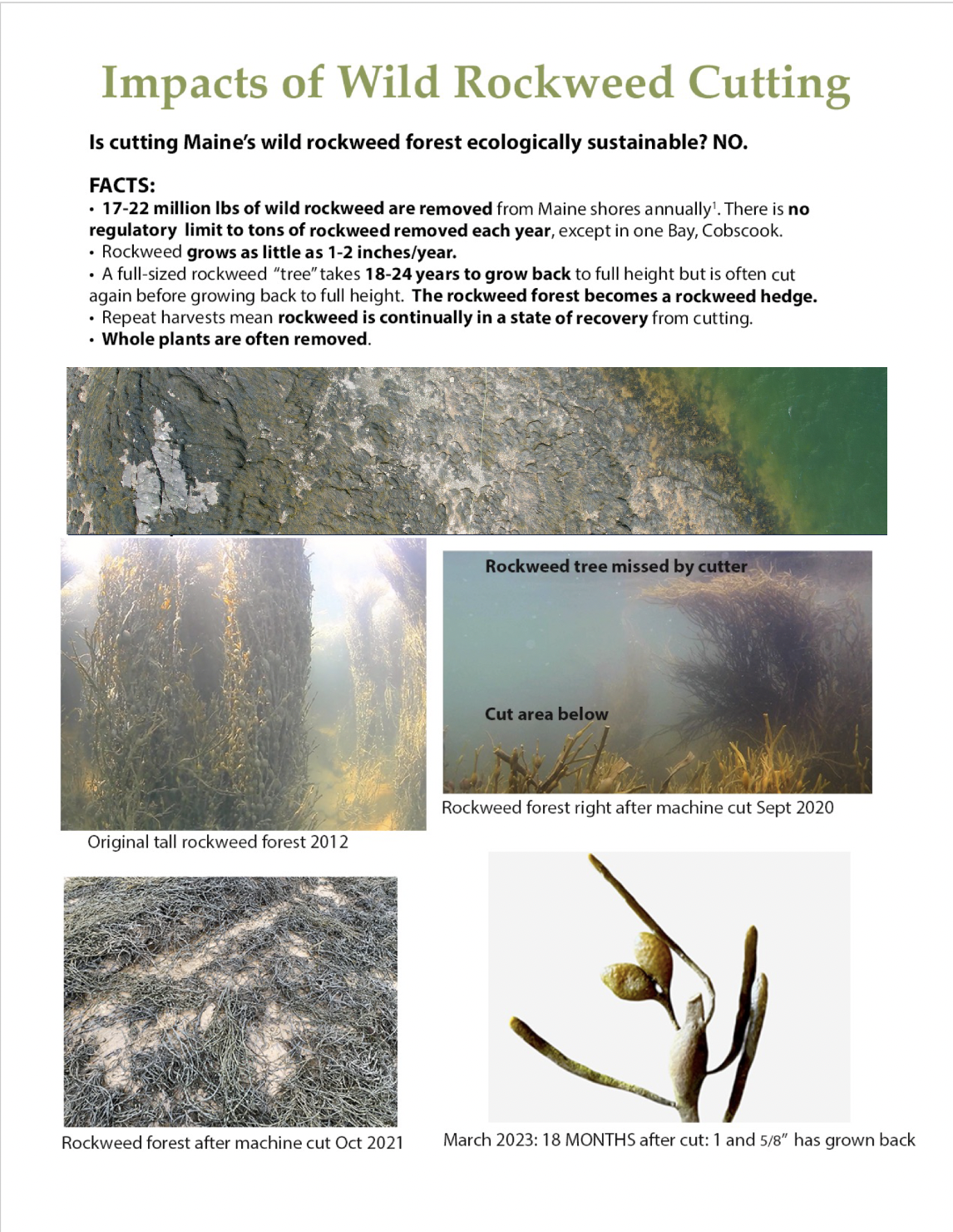 About Rockweed