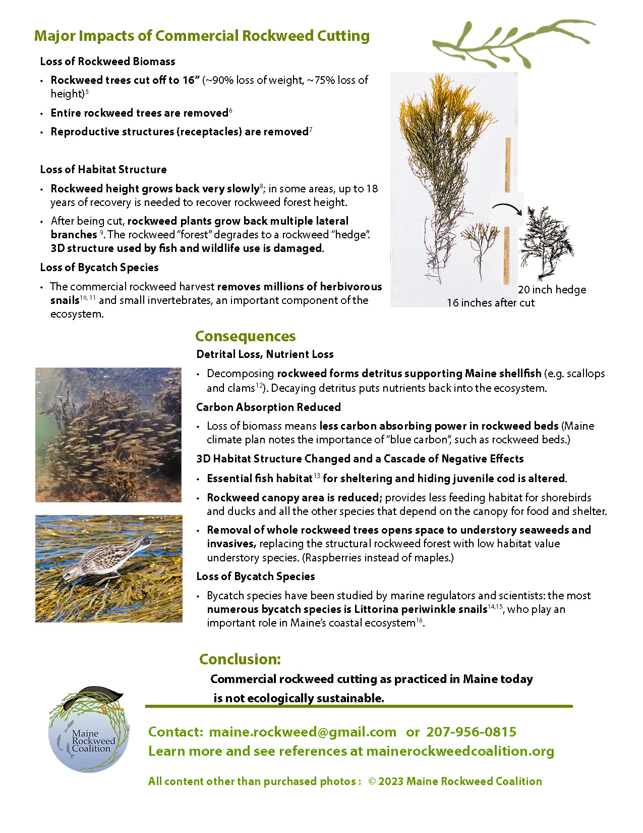 About Rockweed